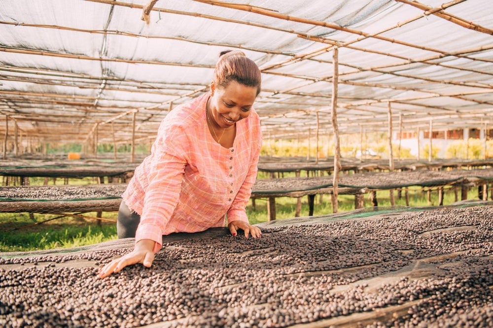 Ethiopia Dumerso, Light Roast, Organic - Special Release – Rusty Dog Coffee